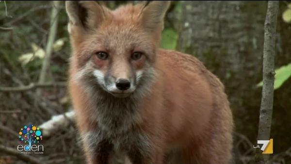 Fox, la volpe addomesticata