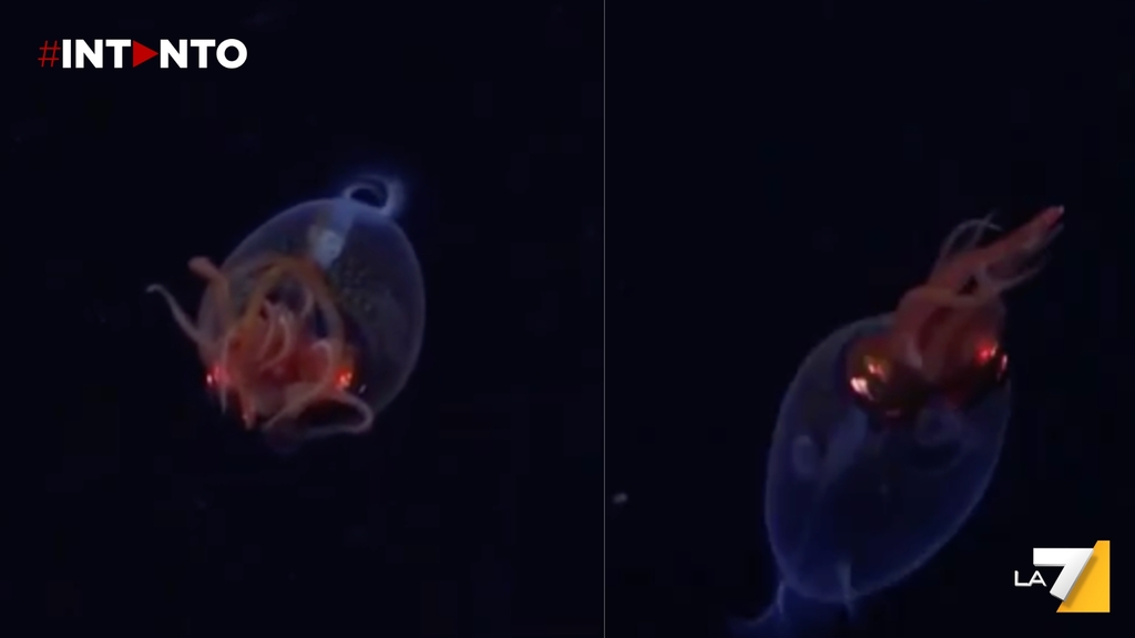 Calamaro colossale filmato per la prima volta da vivo, il video