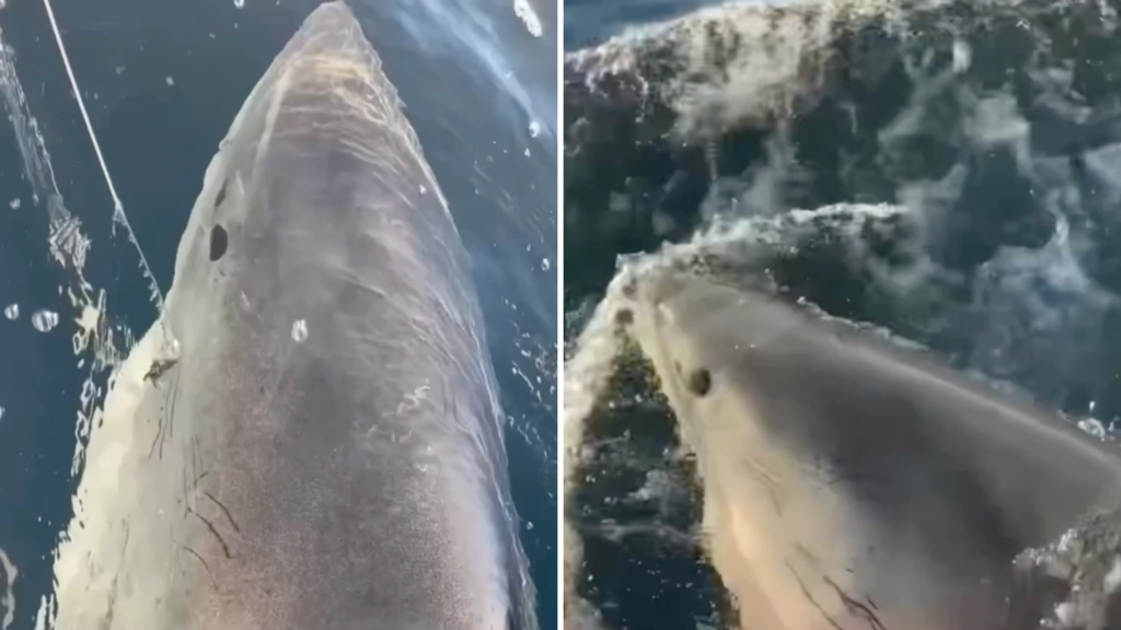 Contender, il più grande squalo bianco mai documentato: ecco il gigante ...