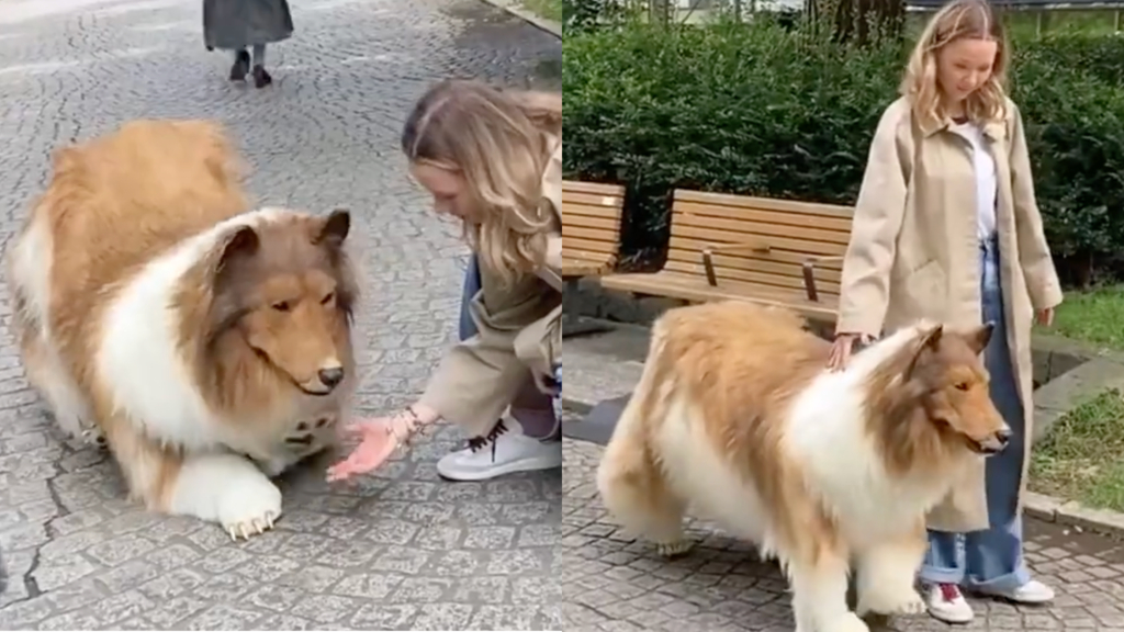 Giappone, un uomo spende 15mila dollari per trasformarsi in un cane | LA7