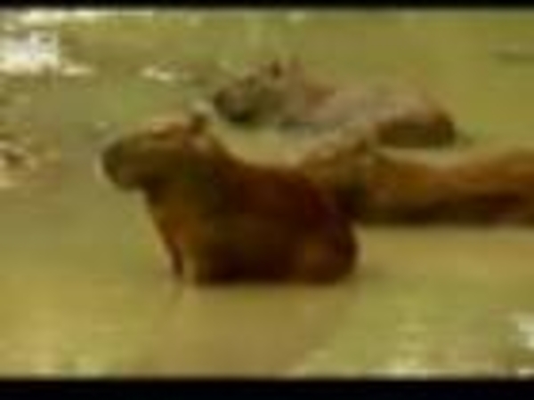 MISSIONE NATURA - 08/06/2011 : Capibara e Ibis Scarlatti - LA7.it