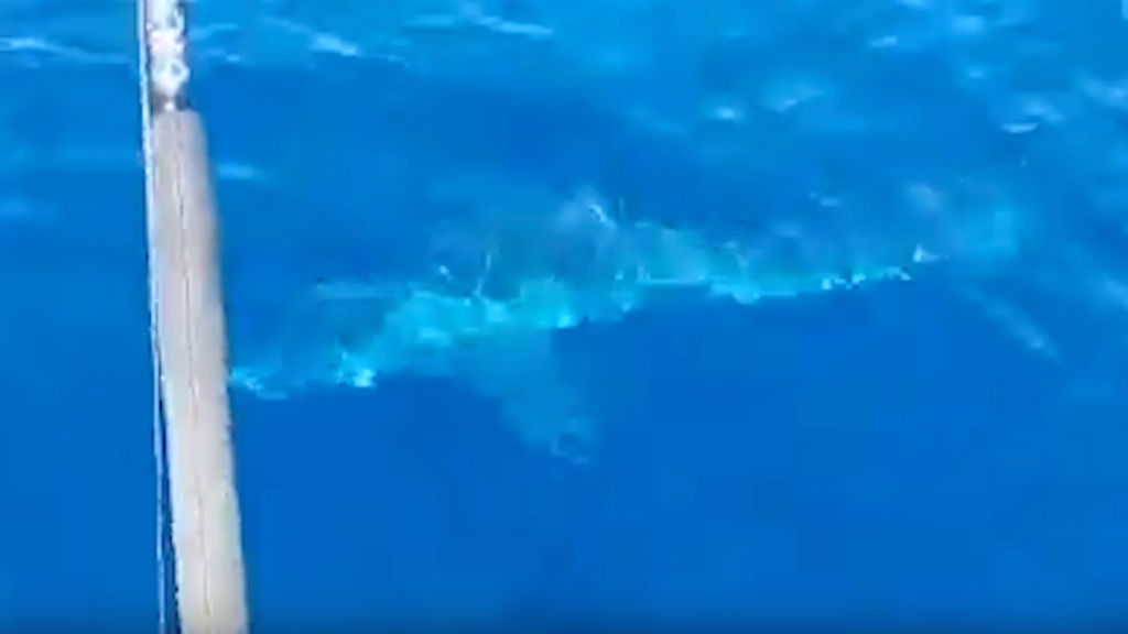 Squalo bianco a Livorno: la reazione dei pescatori | LA7