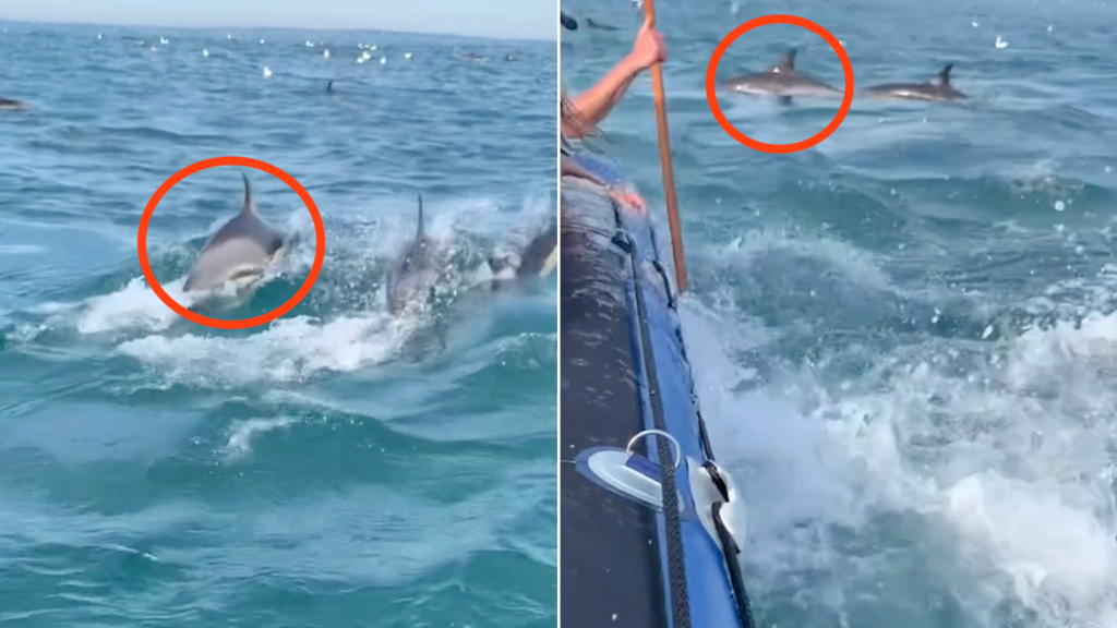 Delfini e squali attaccano un gommone con persone: il video | LA7