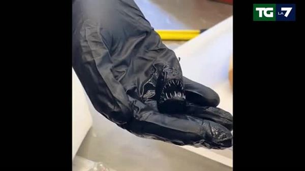 Melanoceto l'istituto MBARI rilancia: "È questo il primo video che ...